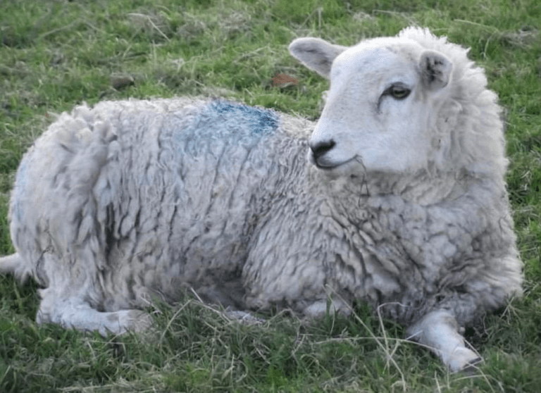 Baa, Ram, Ewe! An A to Z of sheep terminology – Northwest Nature and ...