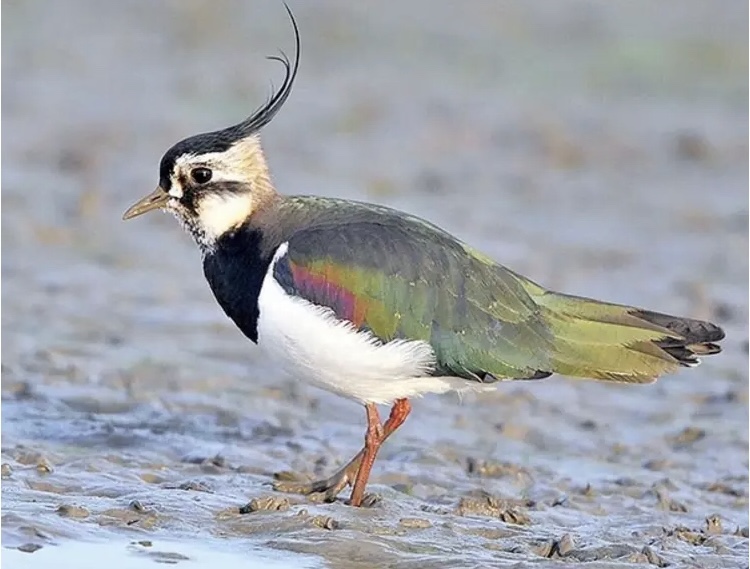 The Lapwing – Northwest Nature and History