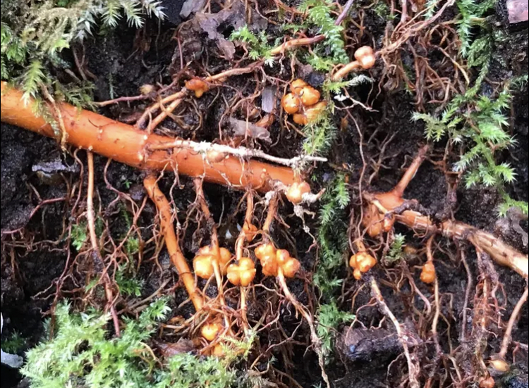 The Alder – Northwest Nature and History
