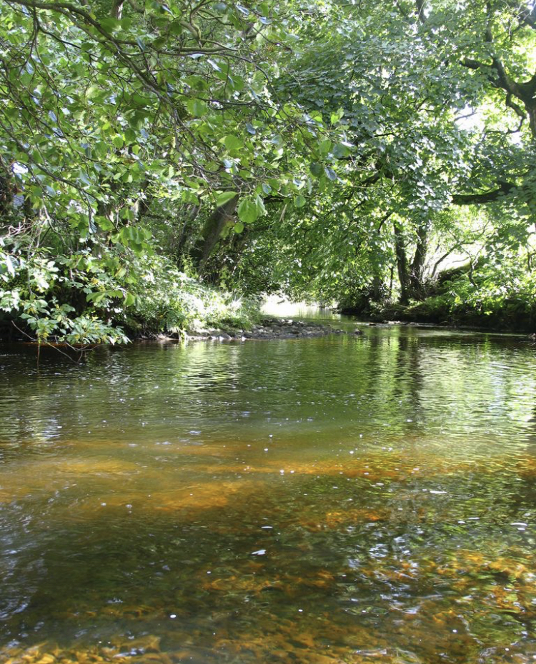 The Alder – Northwest Nature and History
