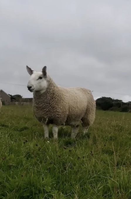 Some of the breeds of Hill Sheep that can be found in the Northwest ...
