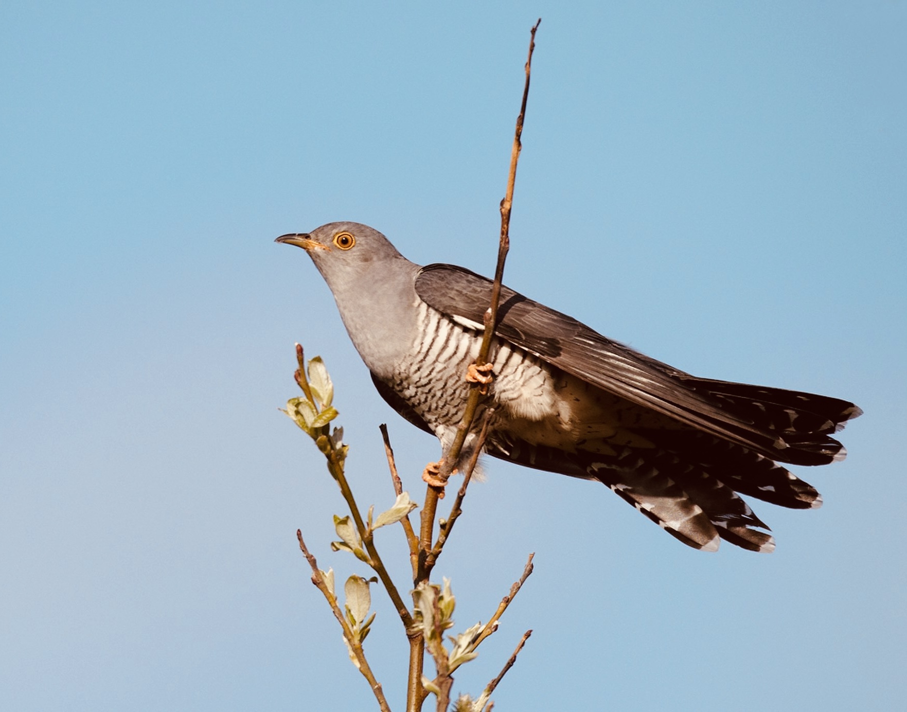 The Cuckoo – Northwest Nature and History