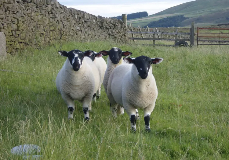 Some of the breeds of Hill Sheep that can be found in the Northwest ...