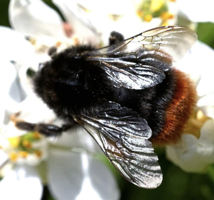 The Red-tailed Bumblebee – Northwest Nature and History