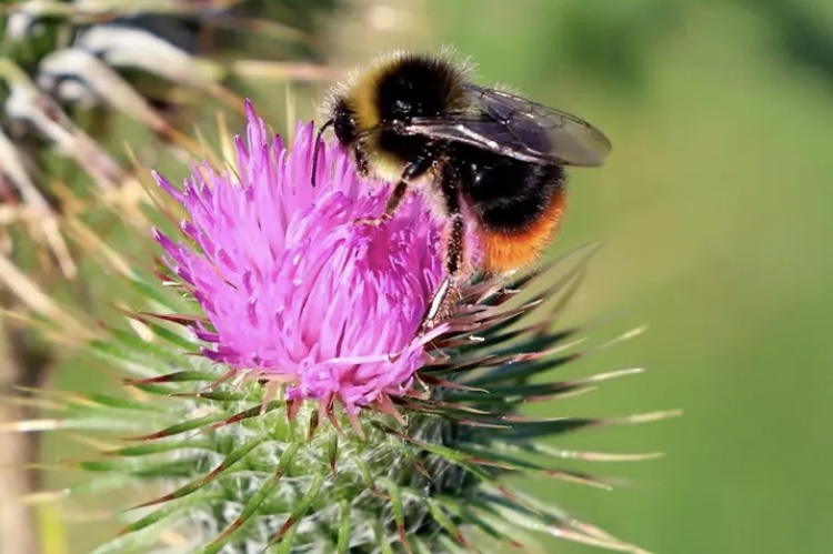 The Red-tailed Bumblebee – Northwest Nature and History