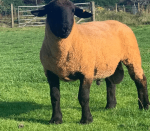 Some of the breeds of Hill Sheep that can be found in the Northwest ...