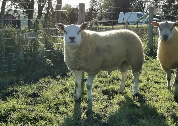 Some of the breeds of Hill Sheep that can be found in the Northwest ...