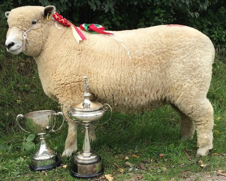 The role of the Sheep in shaping Britains Landscape and History, Part ...