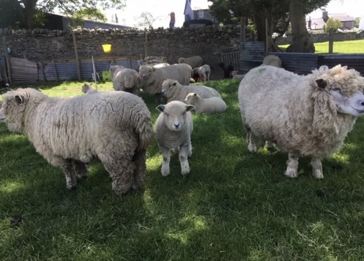 The role of the Sheep in shaping Britains Landscape and History, Part ...
