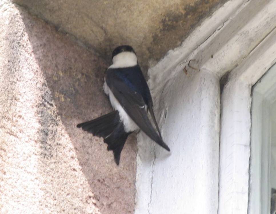 ‘Tis true, ‘tis true, the Swallow’s here – Northwest Nature and History