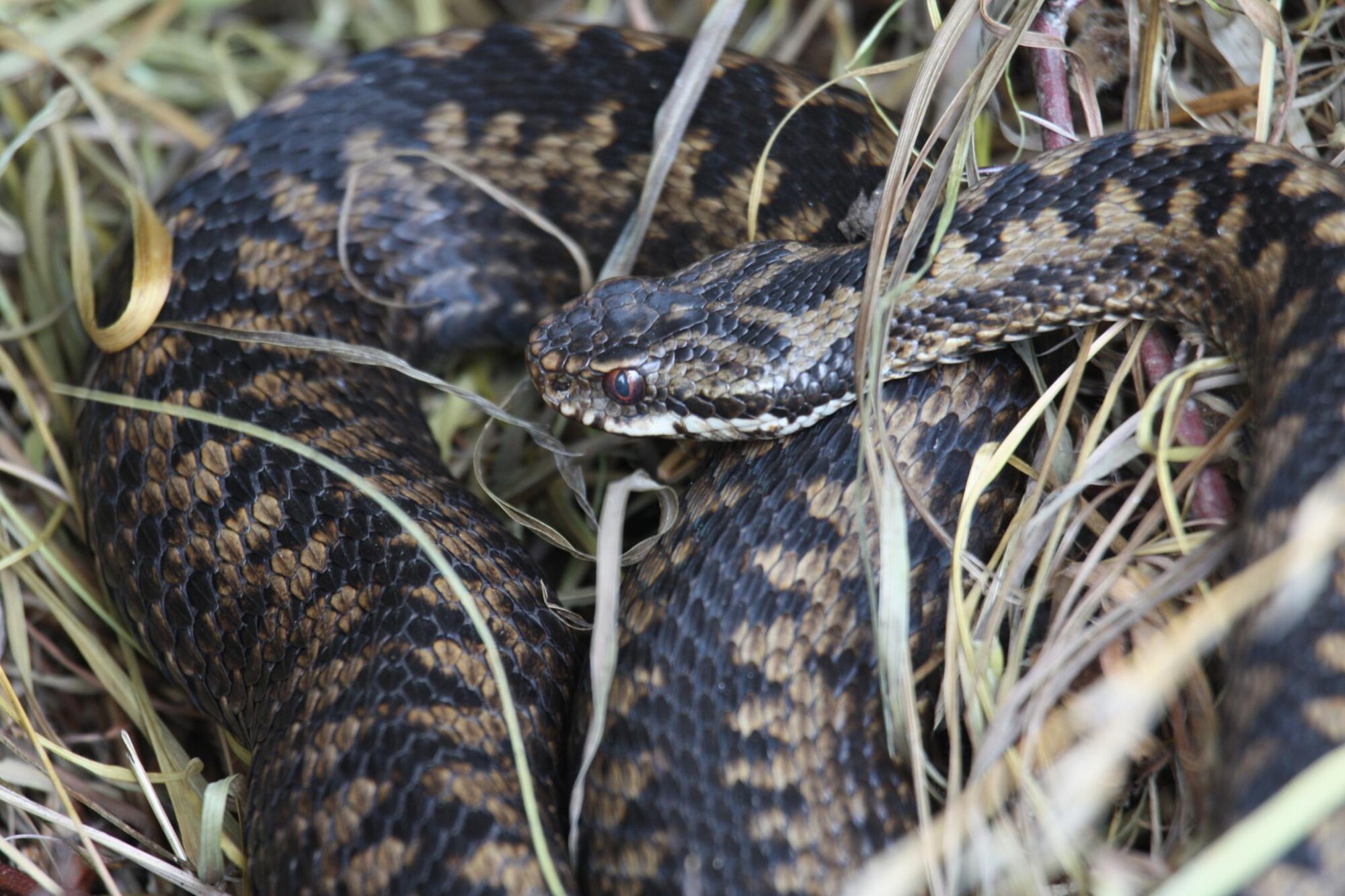 The Common Adder – Northwest Nature and History