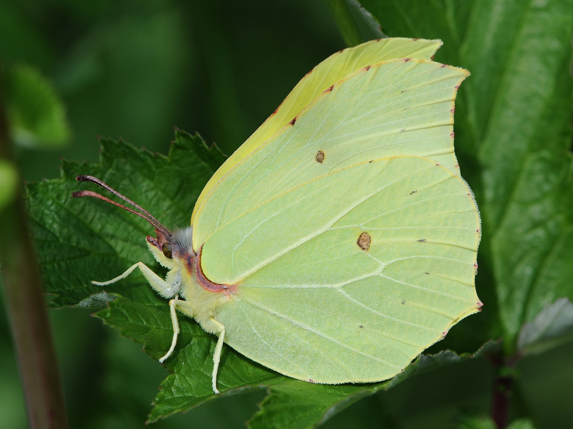 The Brimstone Butterfly – Northwest Nature and History
