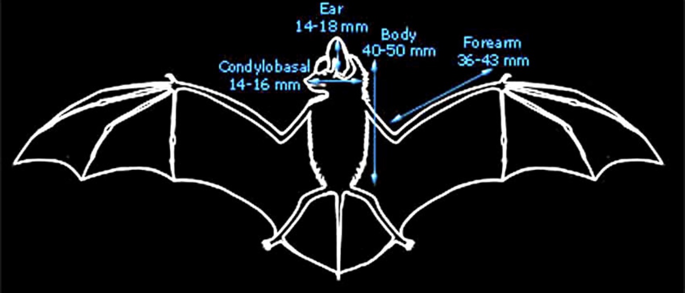 Natterer’s Bat – Northwest Nature and History