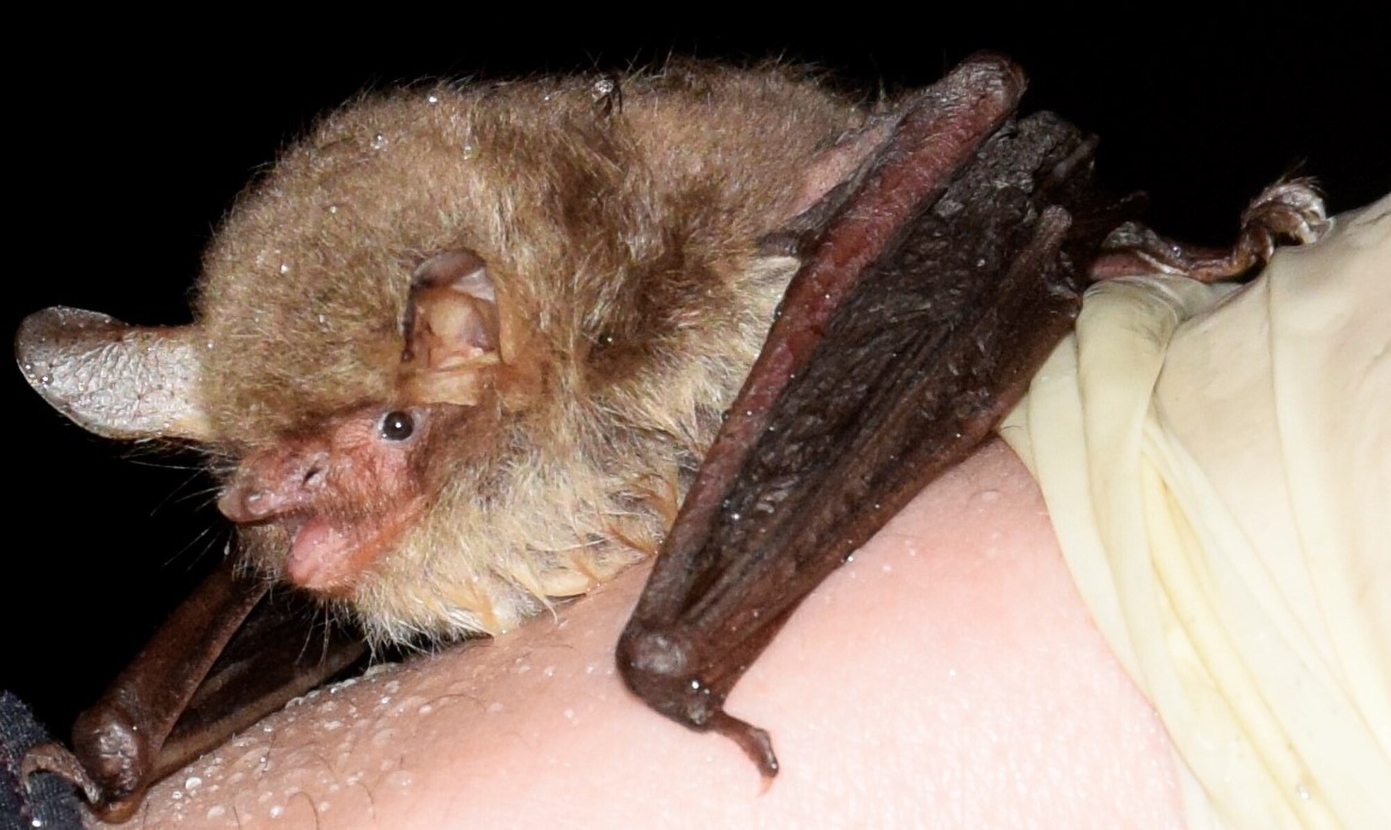 Natterer’s Bat – Northwest Nature and History