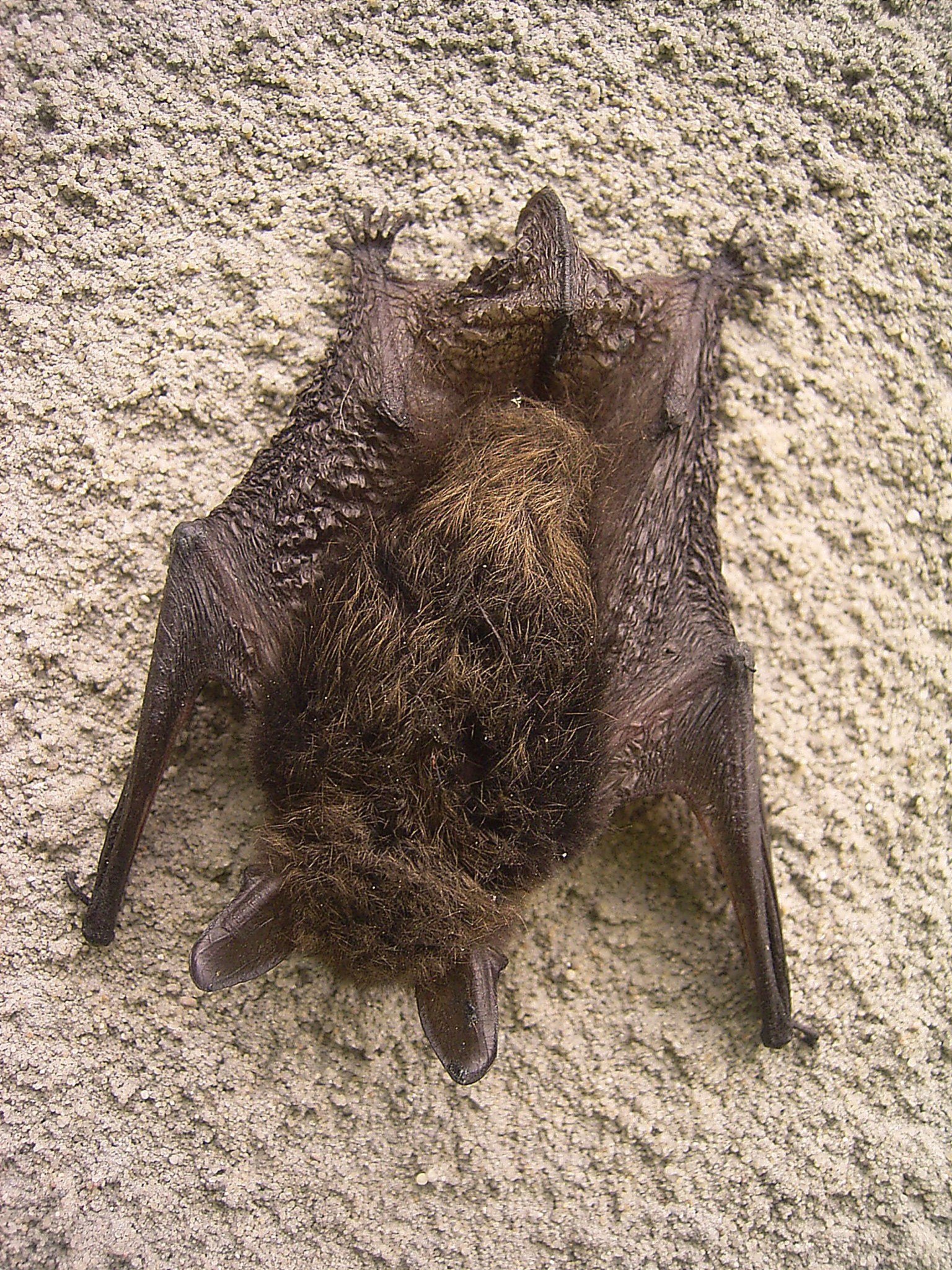 Natterer’s Bat – Northwest Nature and History