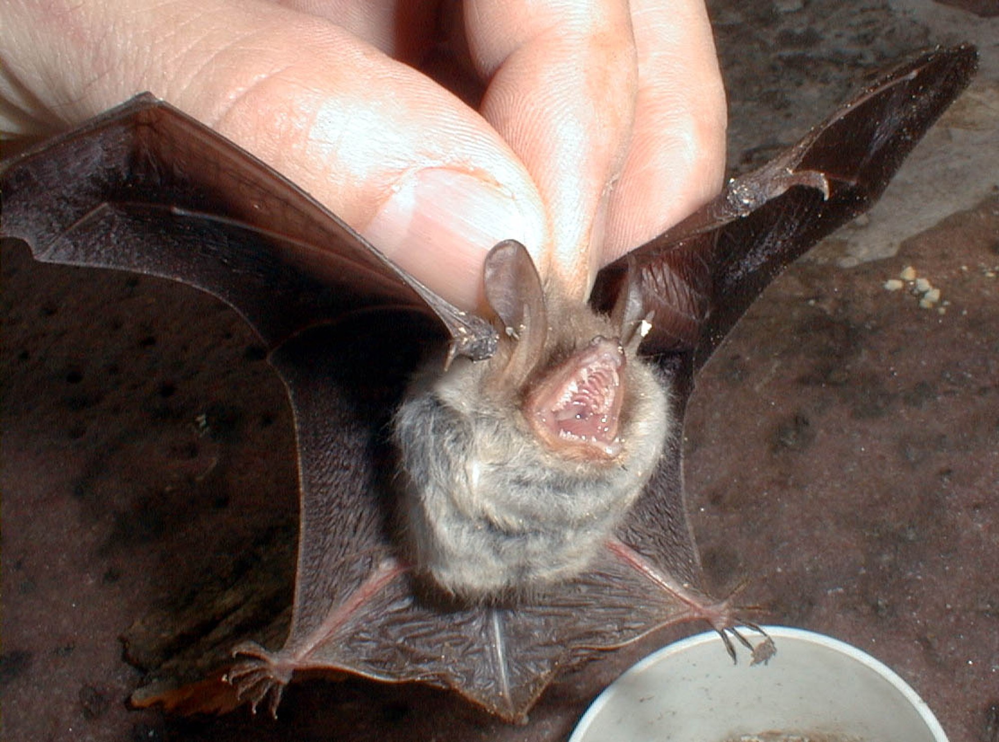 Natterer’s Bat – Northwest Nature and History