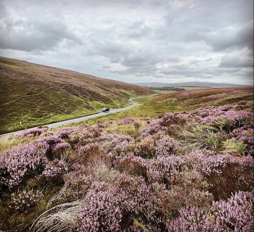 Heather Beetle Outbreaks, a Brief Study of the Ecology of Lochmaea ...