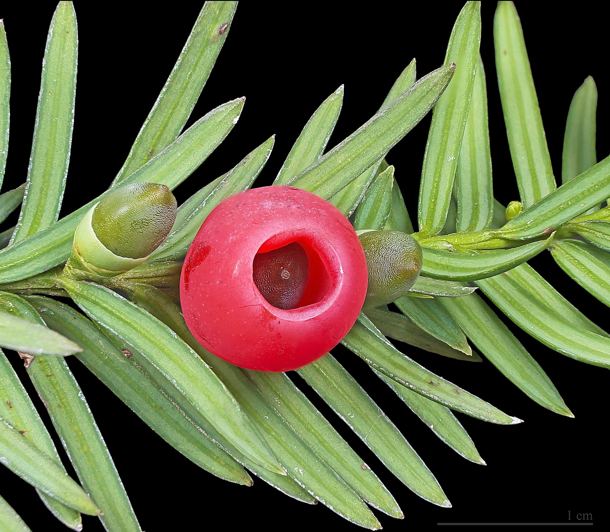 Yew, the Death Tree – Northwest Nature and History
