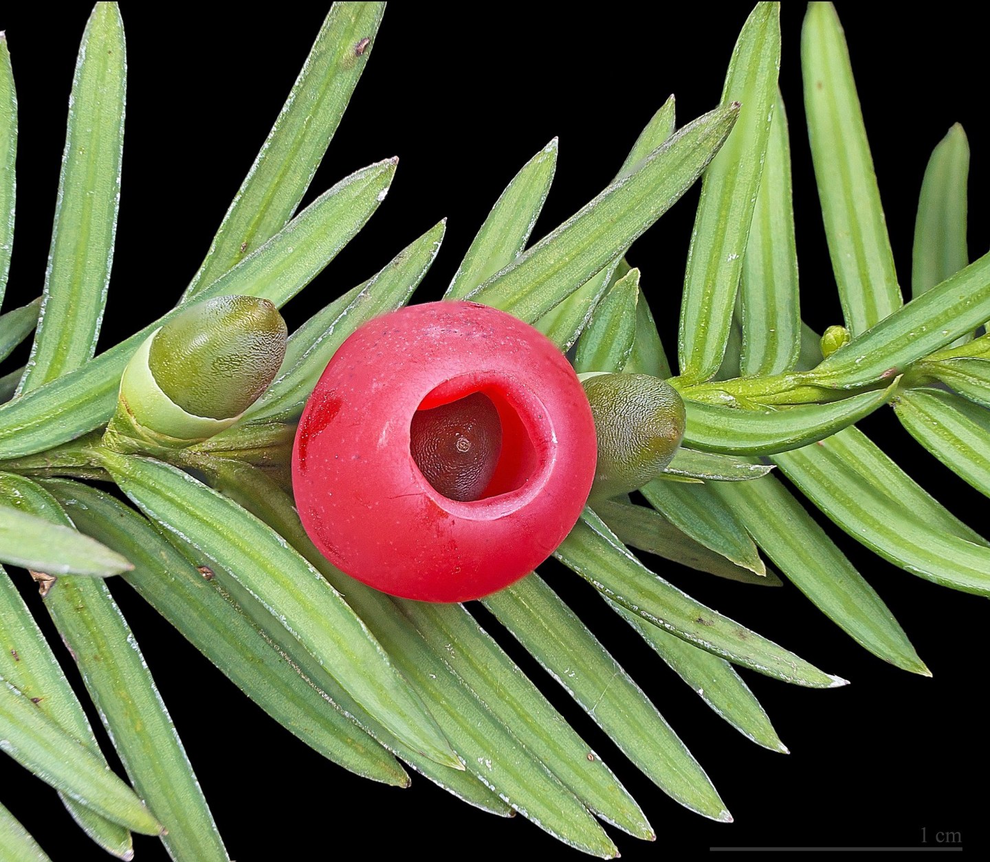 Yew, the Death Tree – Northwest Nature and History