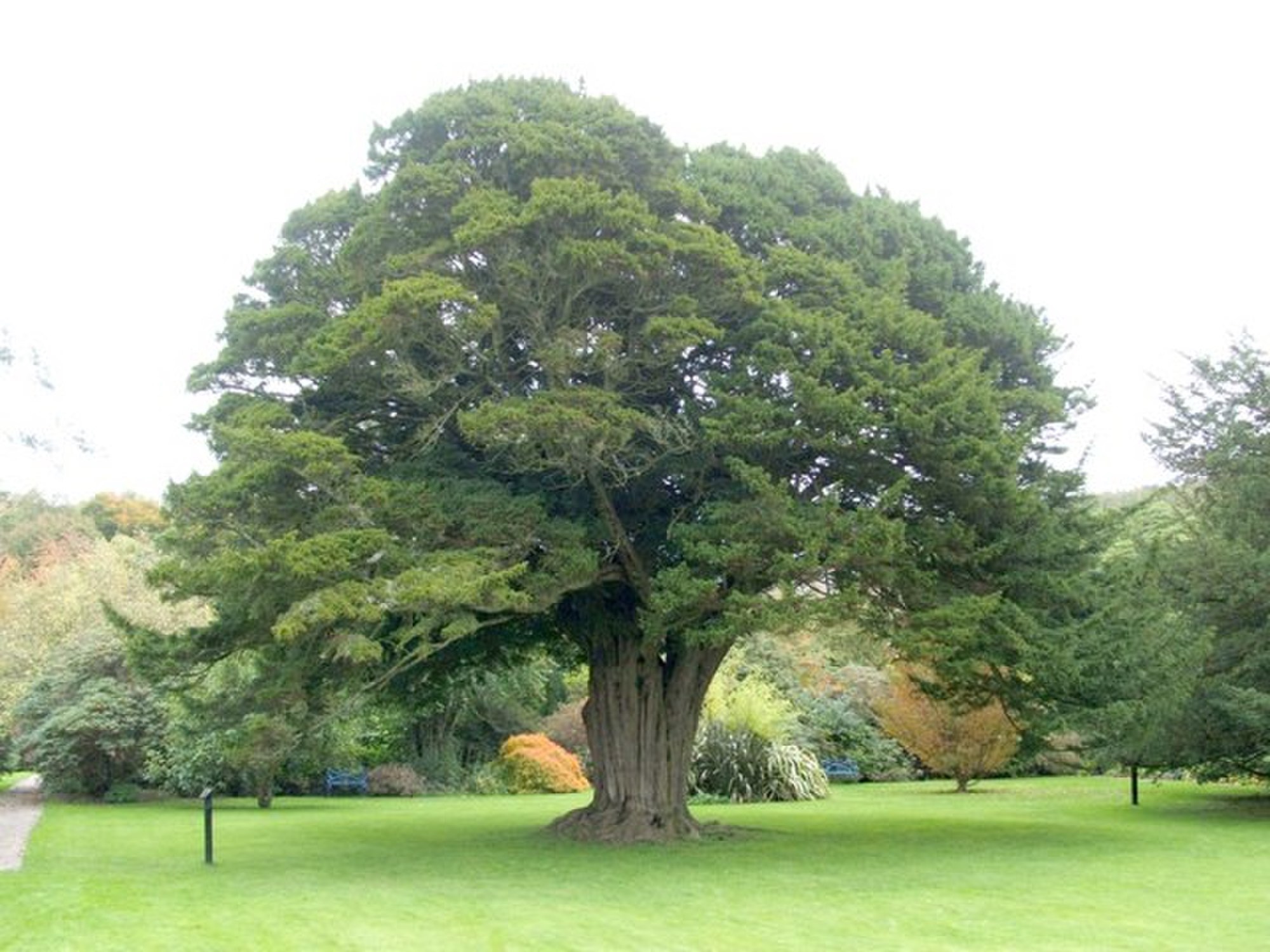 Yew, the Death Tree – Northwest Nature and History