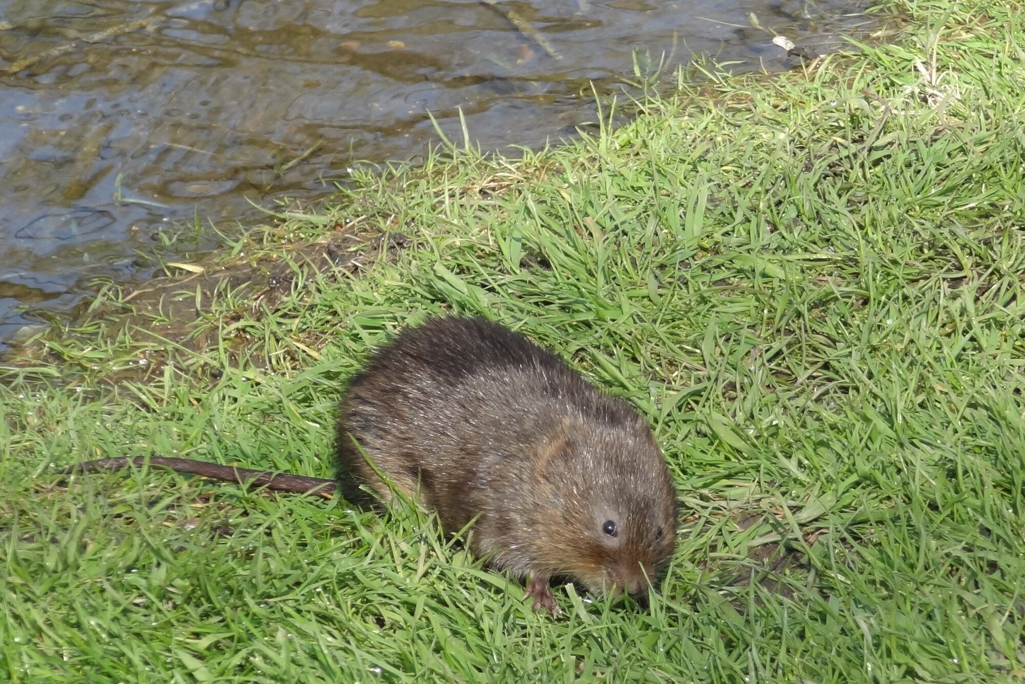 Water Voles – Northwest Nature and History