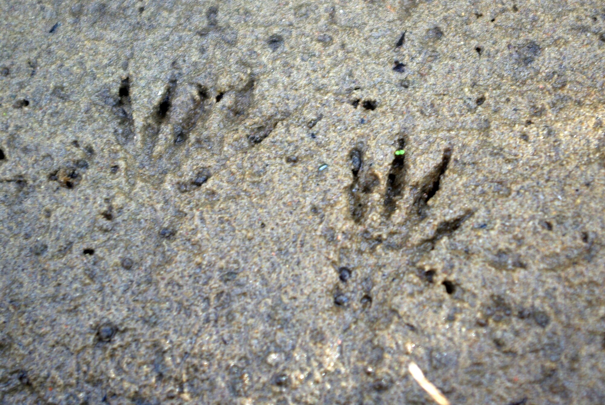 Water Voles – Northwest Nature and History
