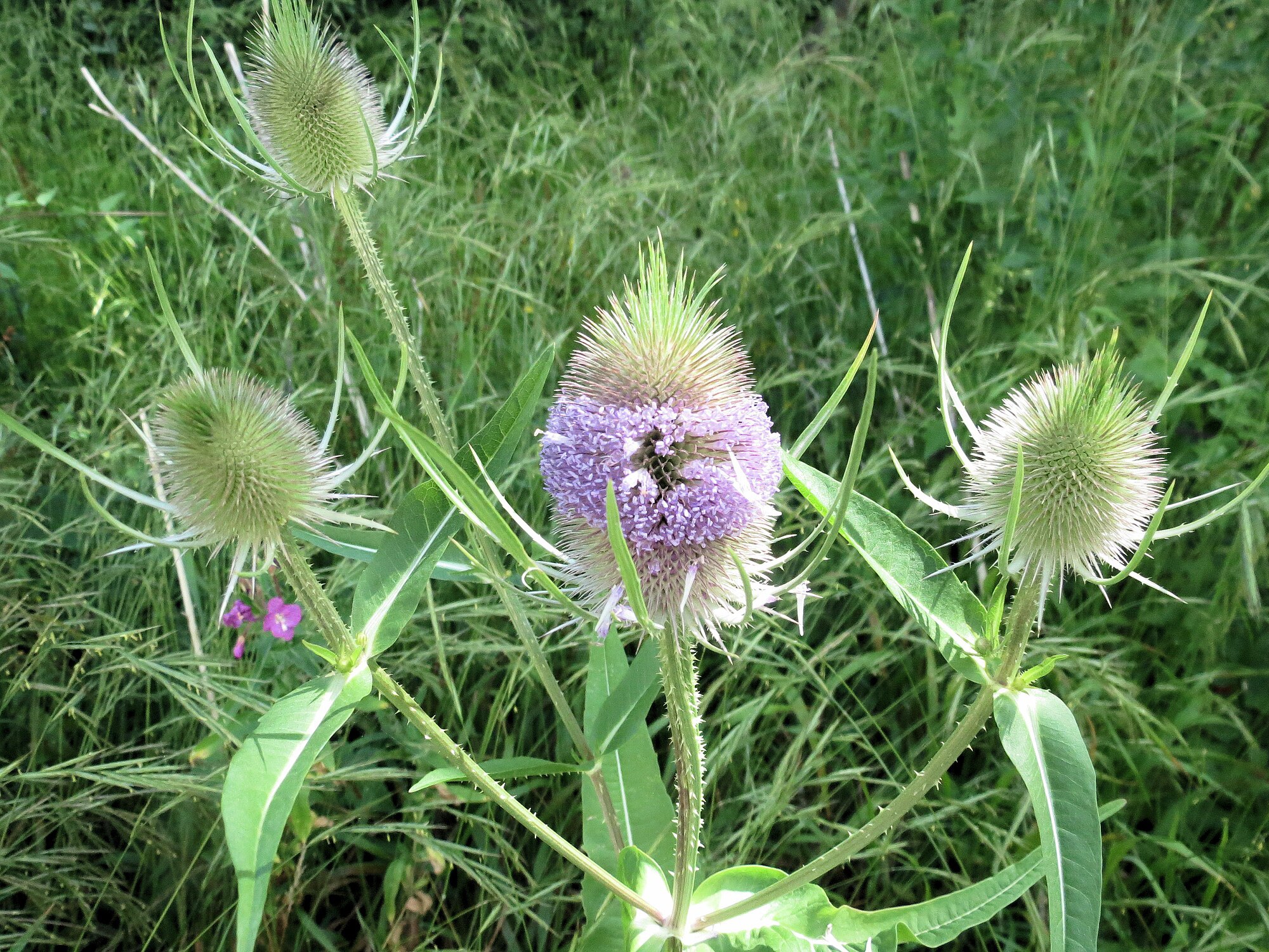 The Teasel – Northwest Nature and History