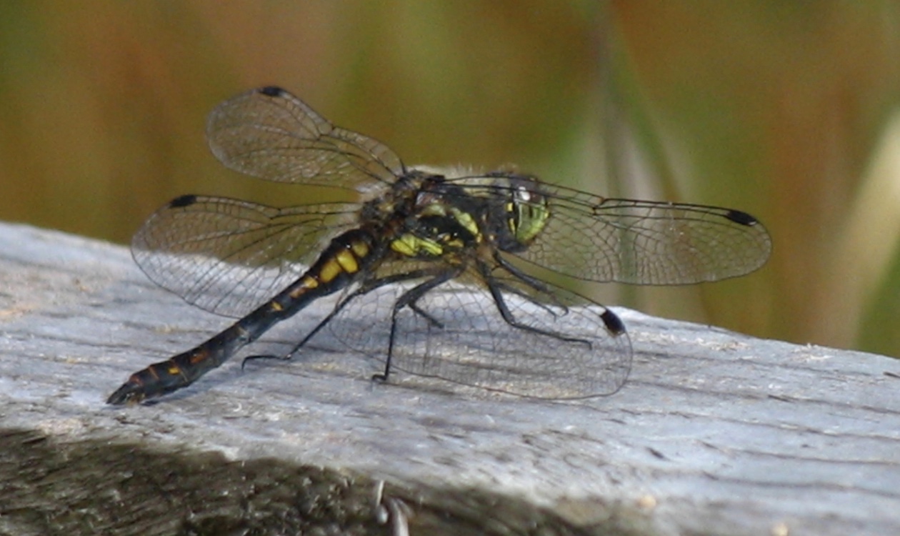 Spotted Darter Dragonfly