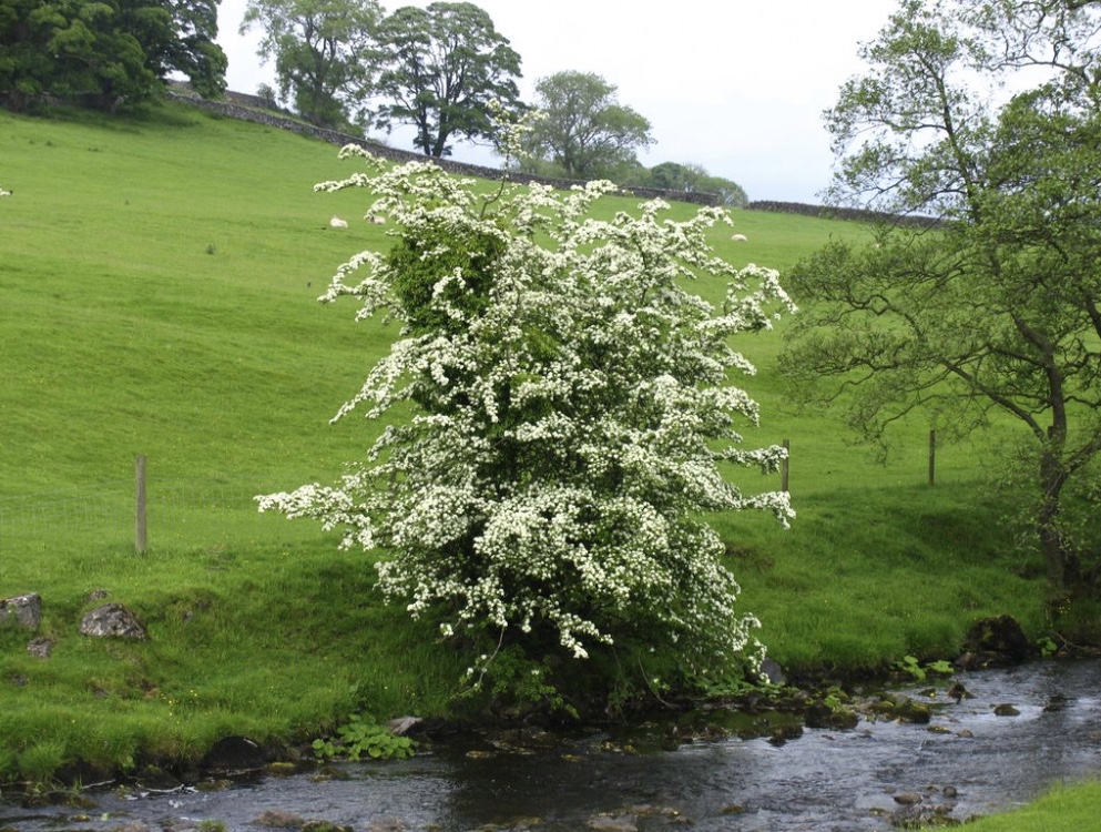The Hawthorn – Northwest Nature and History