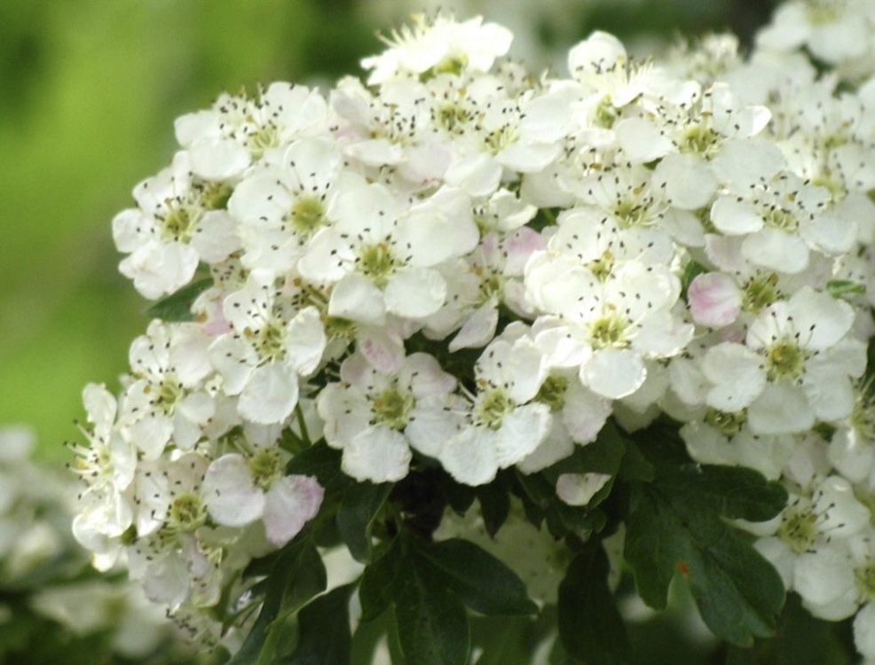 The Hawthorn – Northwest Nature and History