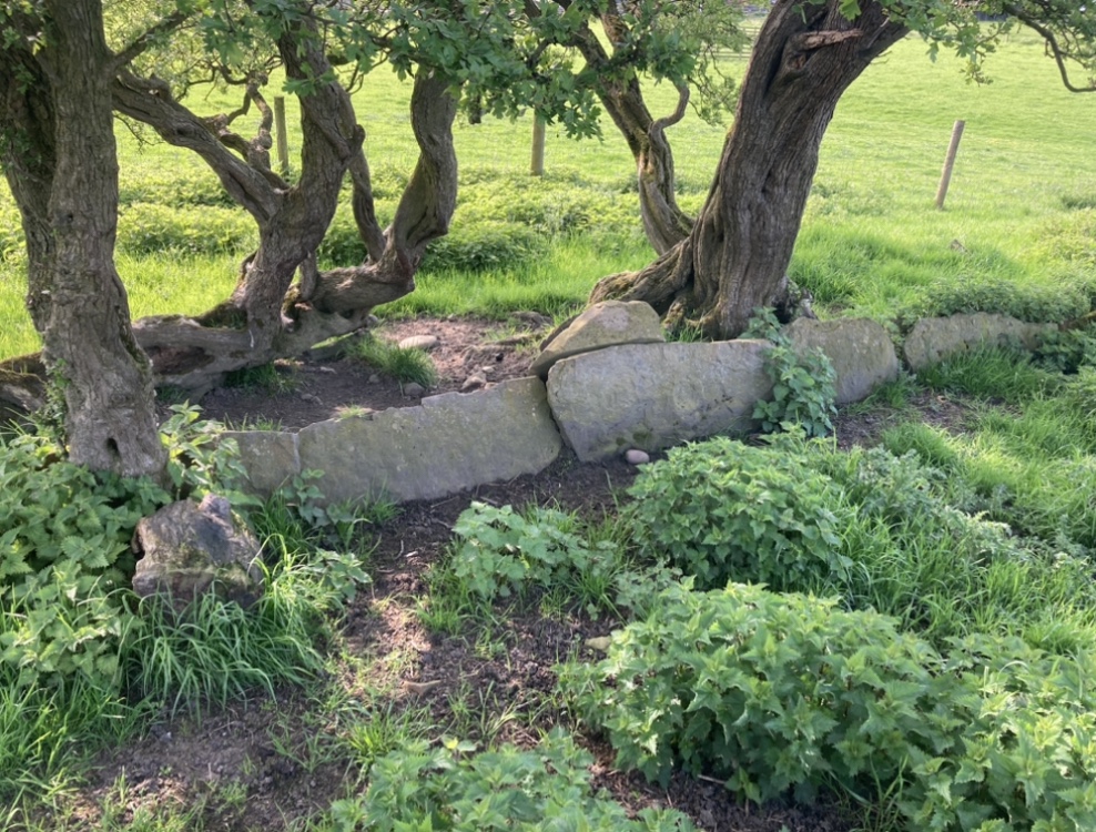 The Hawthorn – Northwest Nature and History