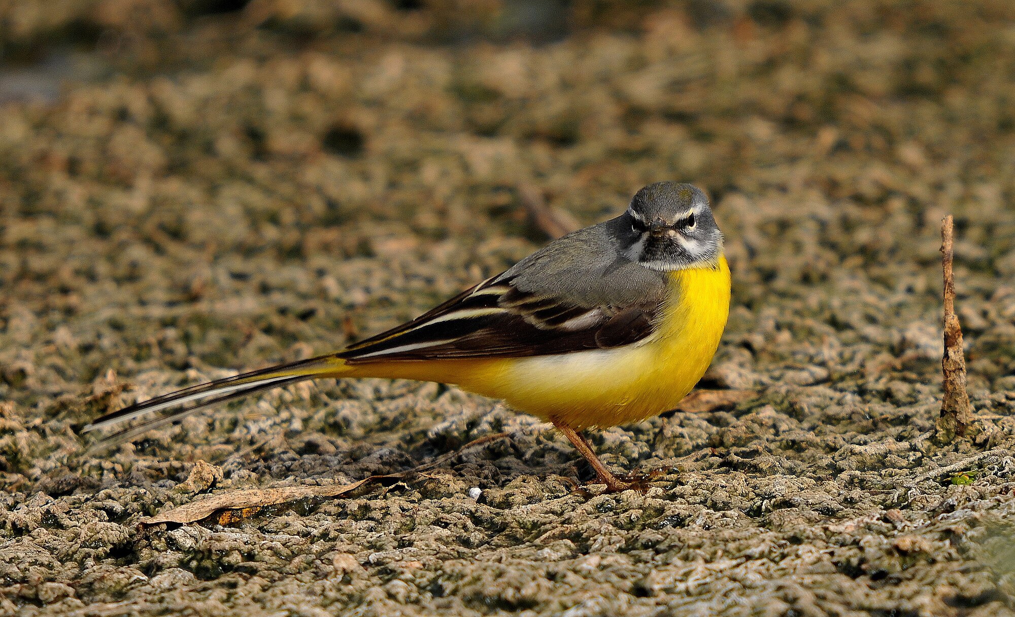 The Grey Wagtail – Northwest Nature and History