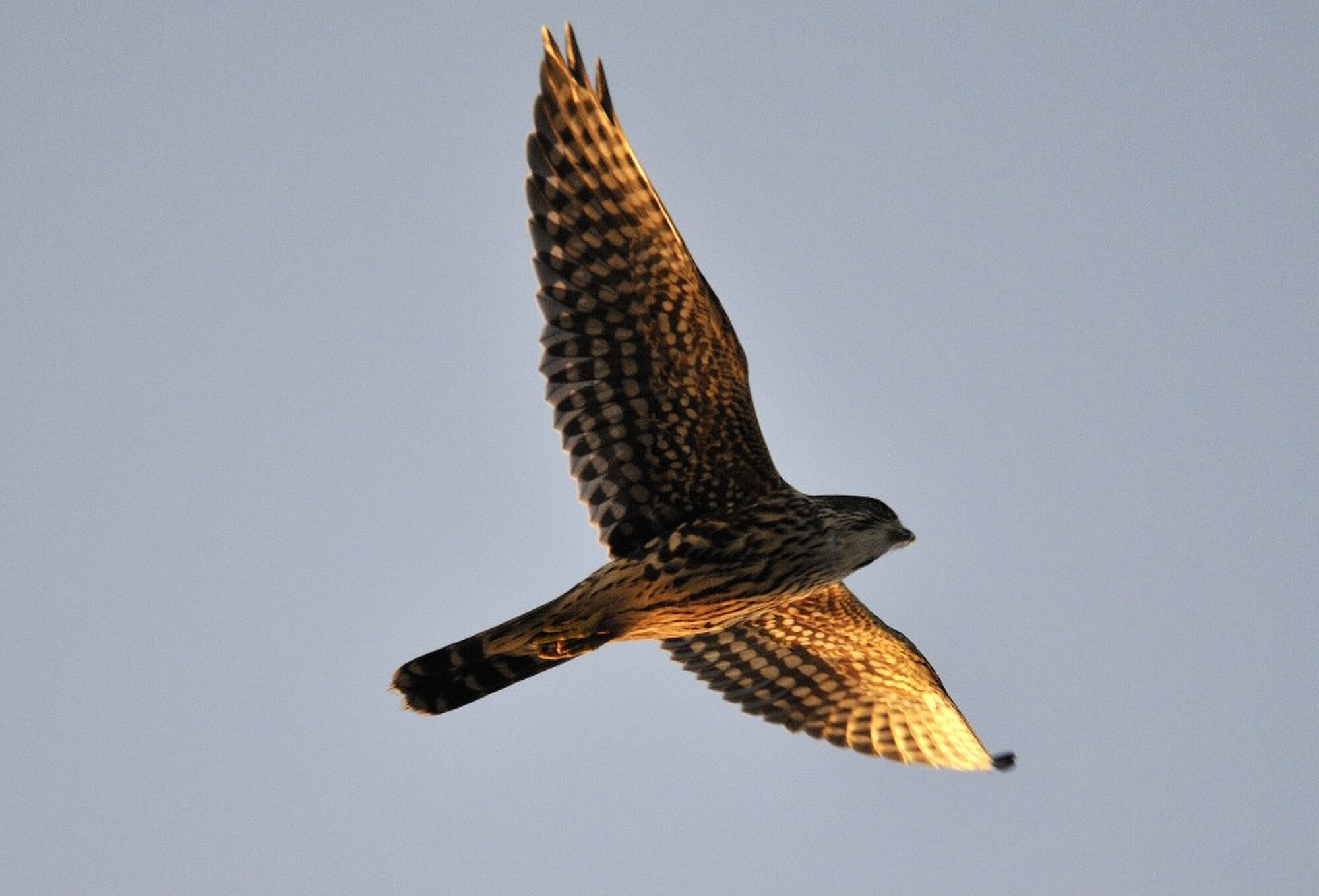 The Tiny yet Tenacious Merlin – Northwest Nature and History