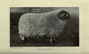 Lonks sheep – Northwest Nature and History