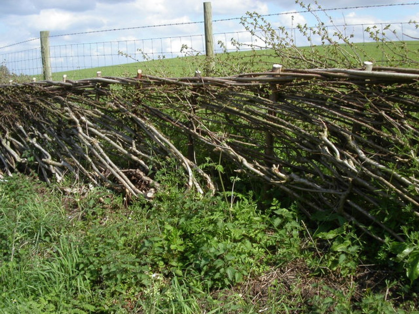 The Ancient Art of Hedgelaying – Northwest Nature and History