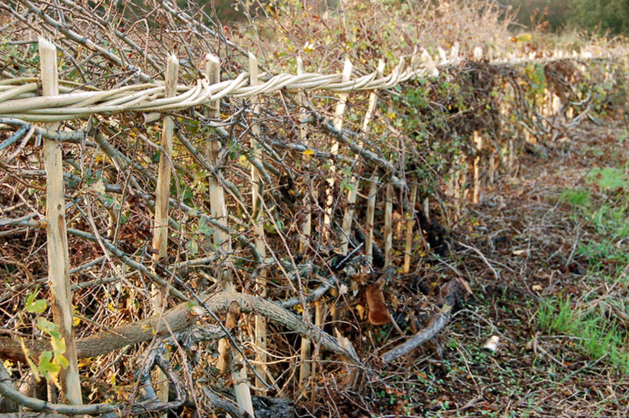 The Ancient Art of Hedgelaying – Northwest Nature and History