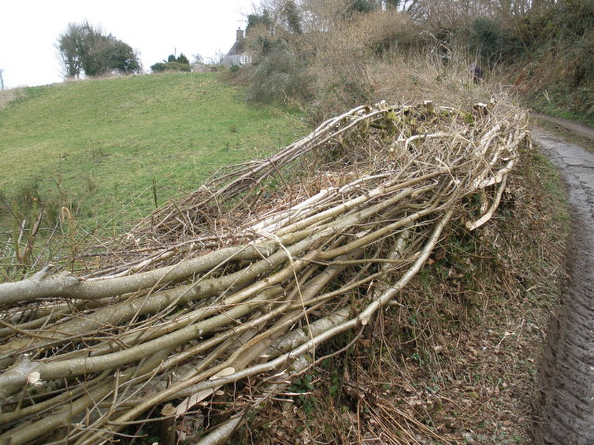 The Ancient Art of Hedgelaying – Northwest Nature and History