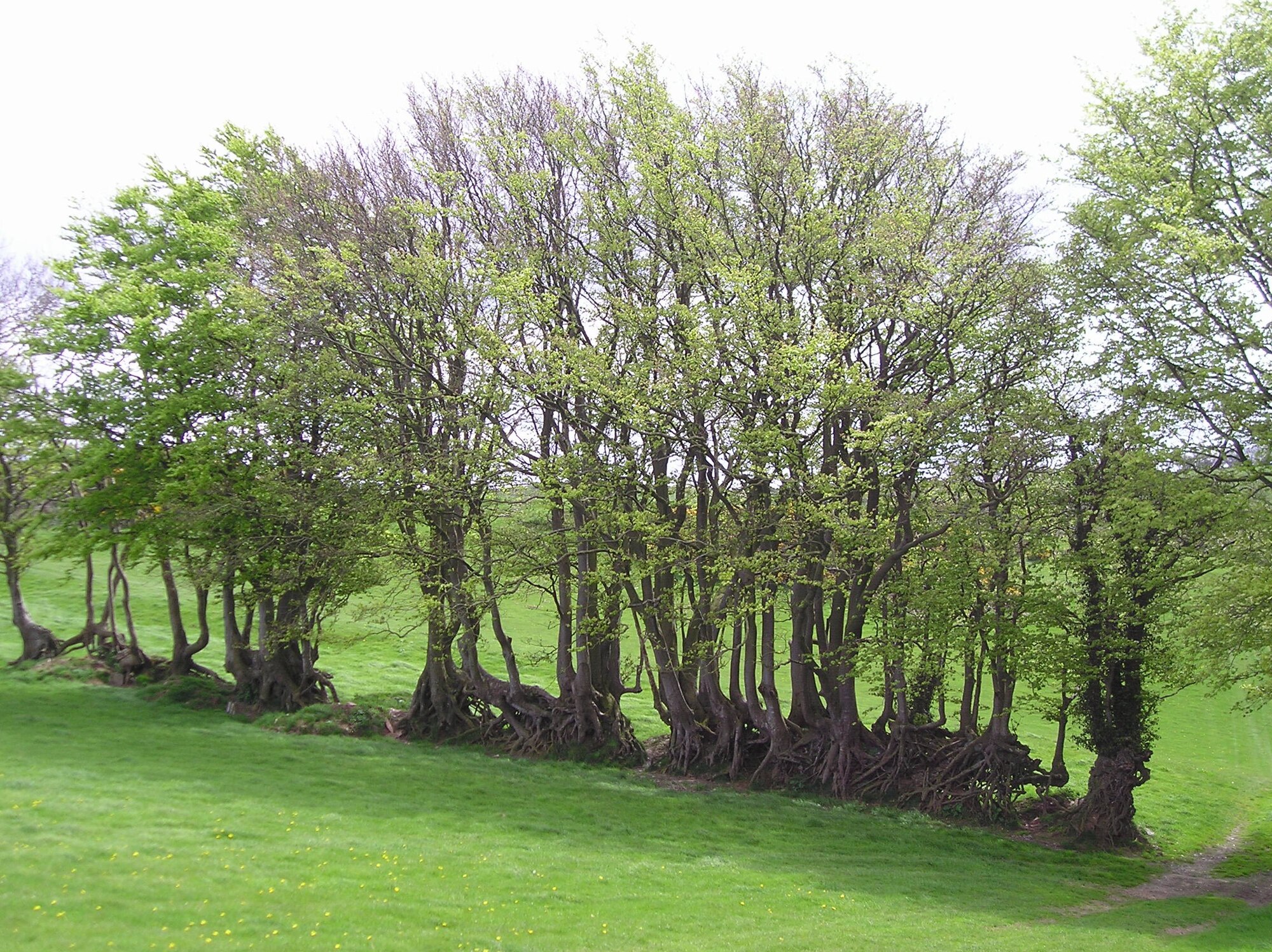 The Ancient Art of Hedgelaying – Northwest Nature and History