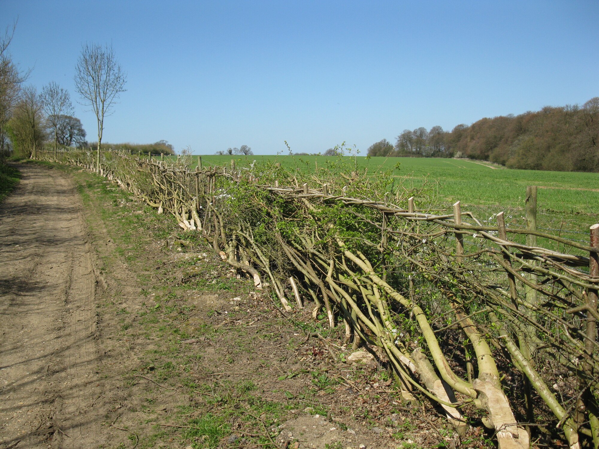 The Ancient Art of Hedgelaying – Northwest Nature and History