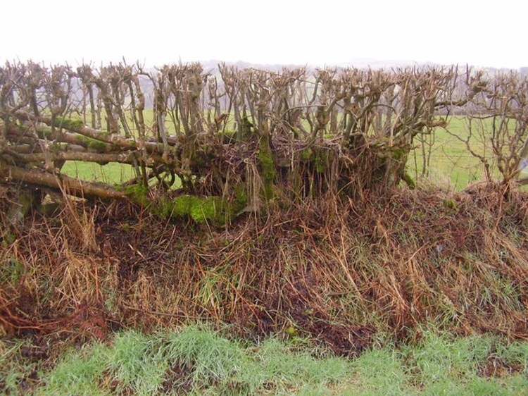 The Ancient Art of Hedgelaying – Northwest Nature and History