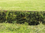 The Ancient Art of Hedgelaying – Northwest Nature and History