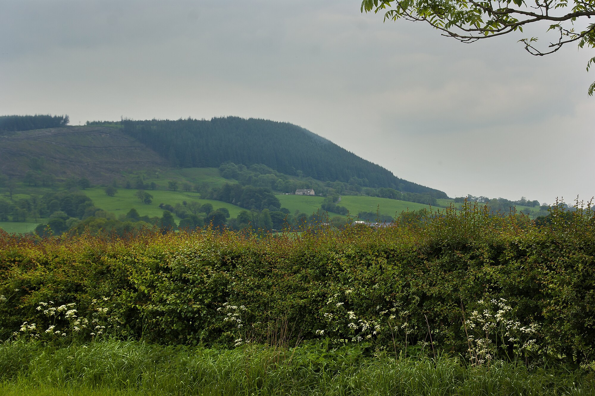 The Ancient Art of Hedgelaying – Northwest Nature and History