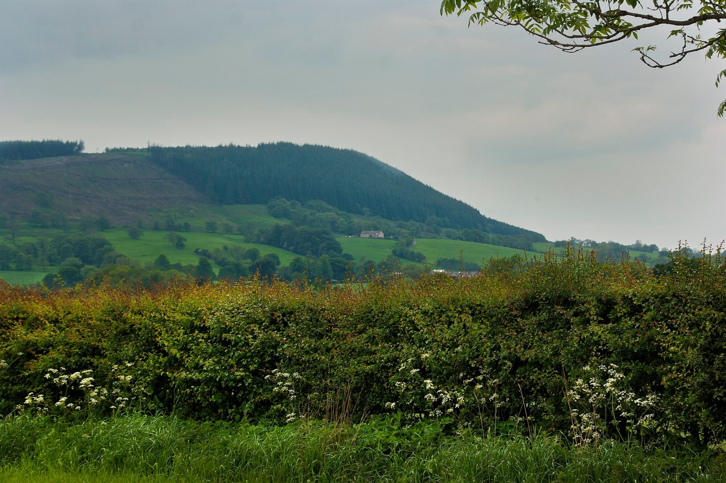 The Ancient Art of Hedgelaying – Northwest Nature and History
