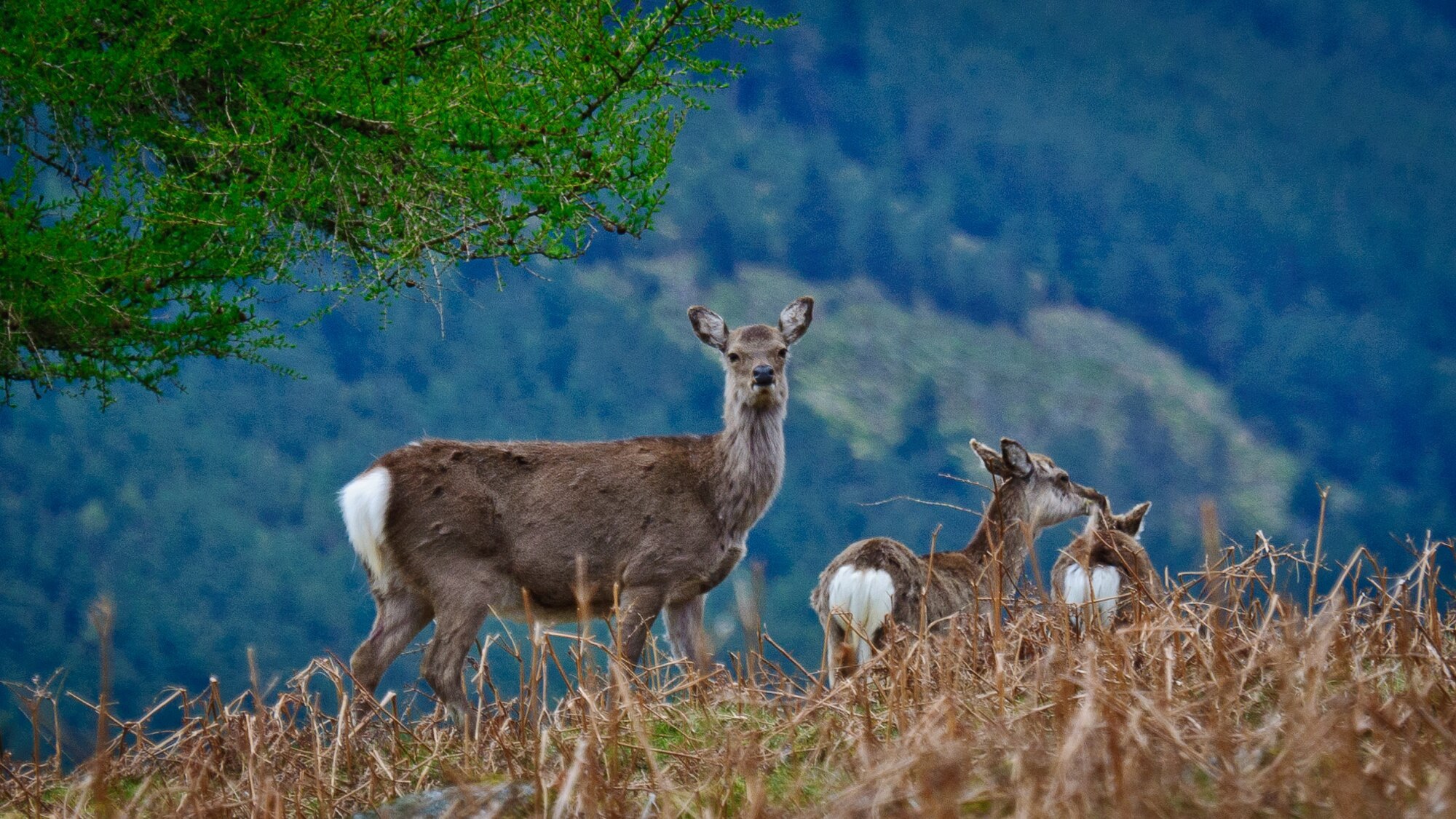 Sika Deer – Northwest Nature and History