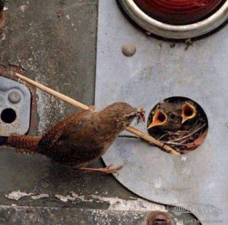 The Tiny Wren, and the Tale of how he became King of All the Birds ...