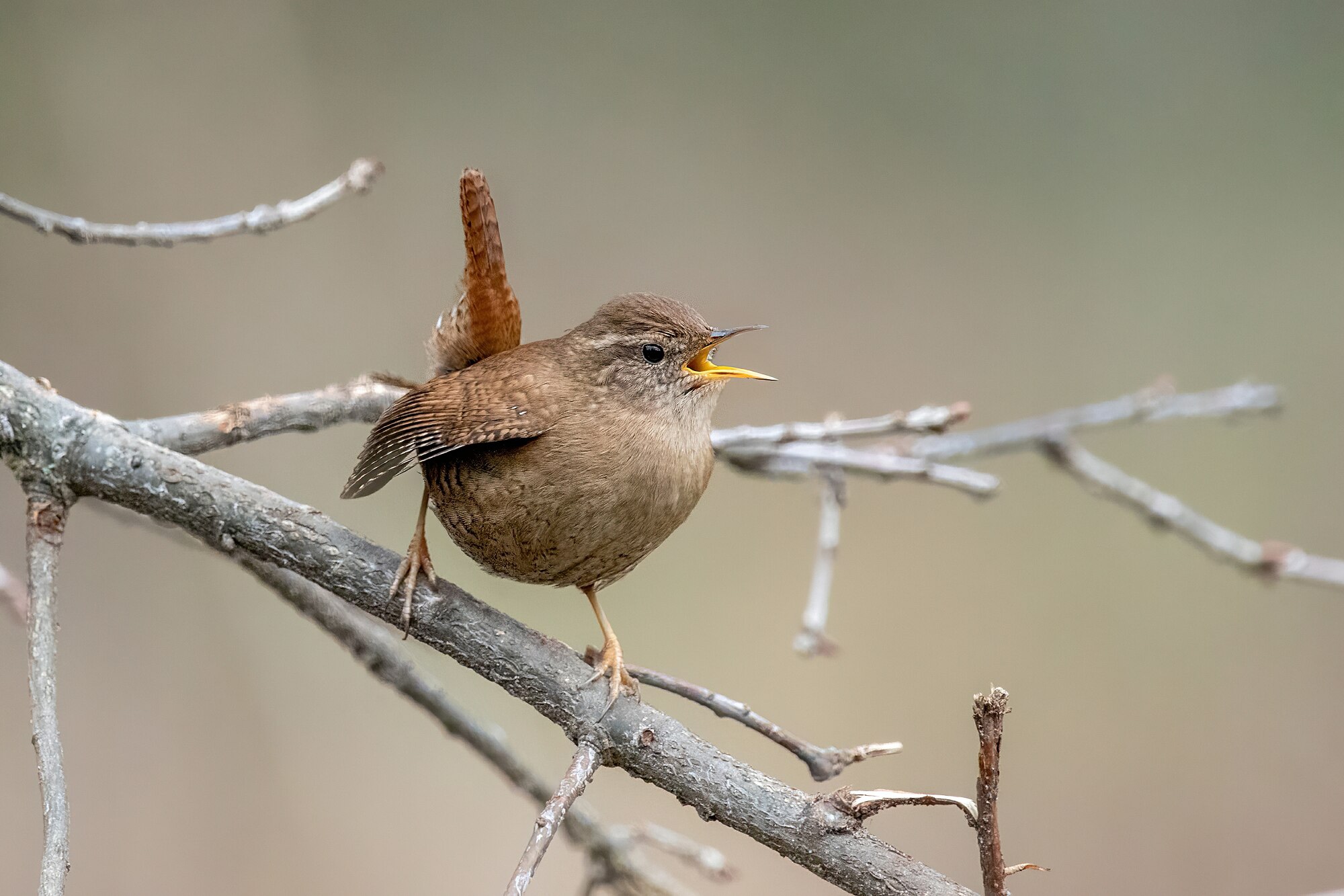 The Tiny Wren, and the Tale of how he became King of All the Birds ...