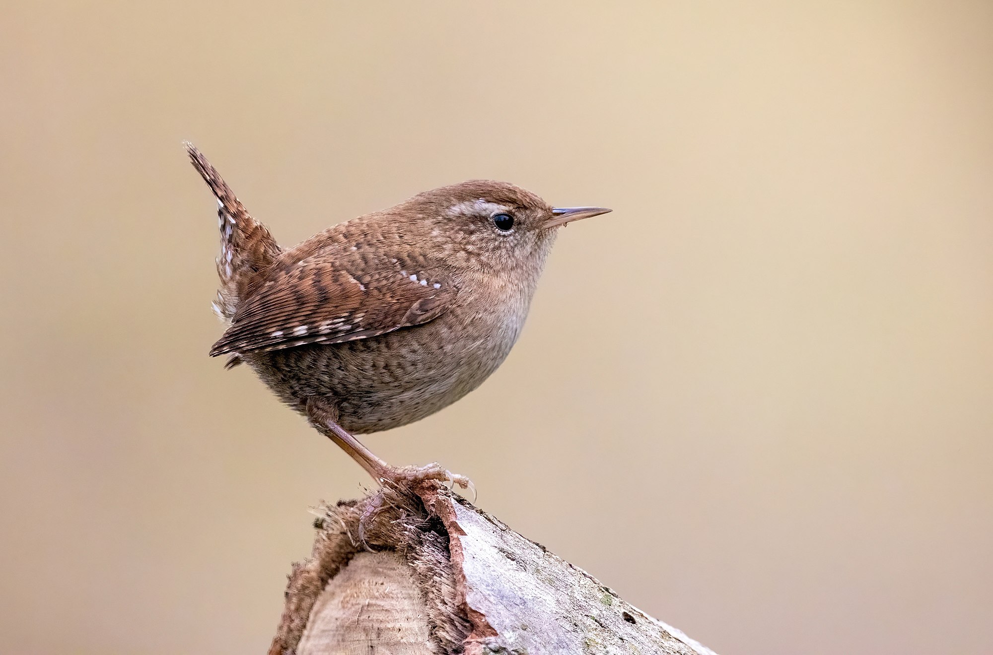 The Tiny Wren, and the Tale of how he became King of All the Birds ...