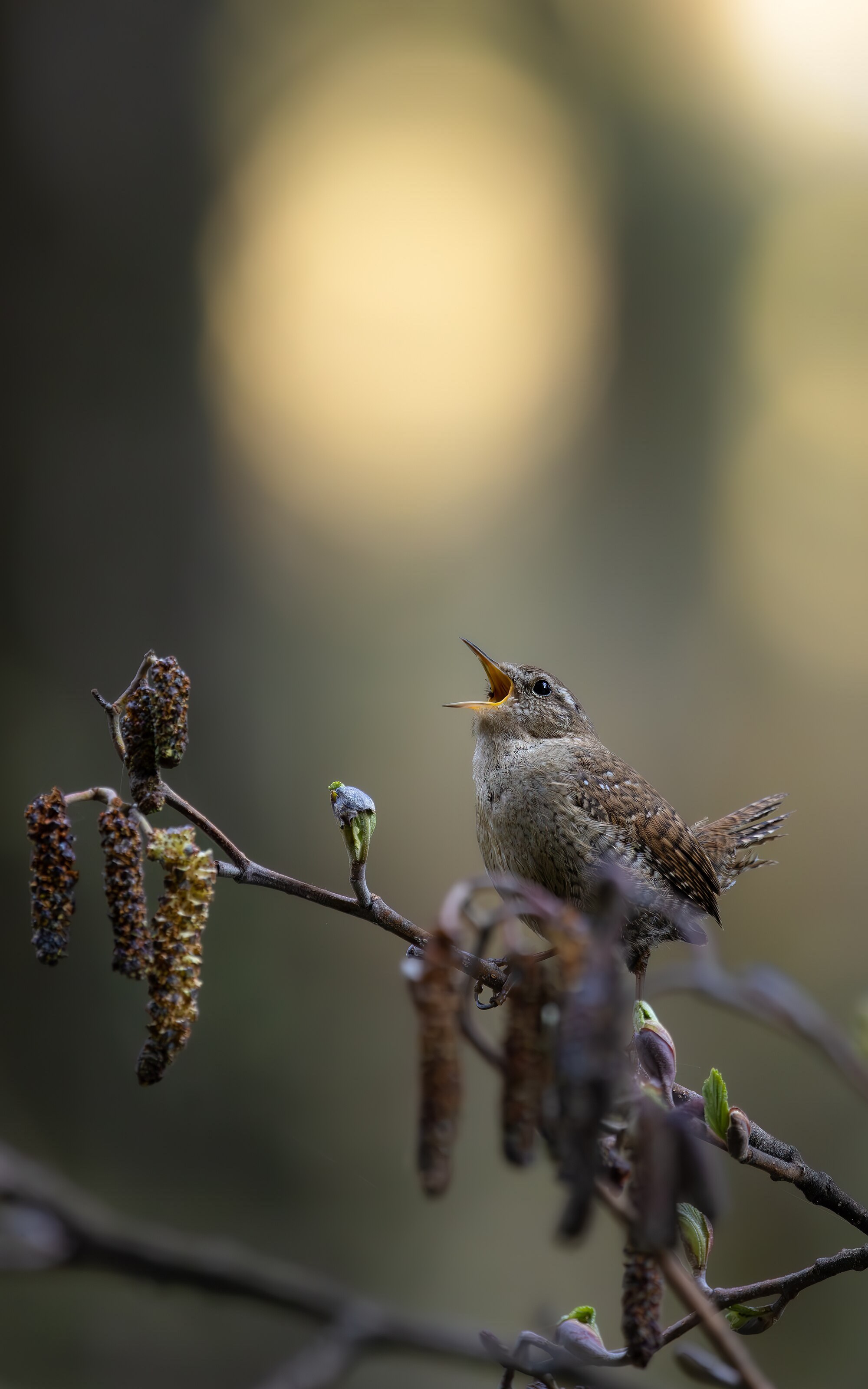 The Tiny Wren, and the Tale of how he became King of All the Birds ...