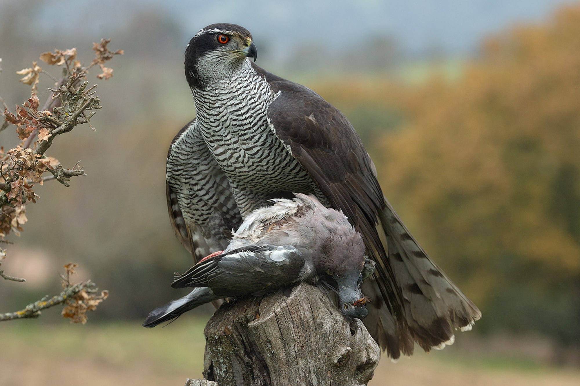 The Queen of the Forest – Northwest Nature and History