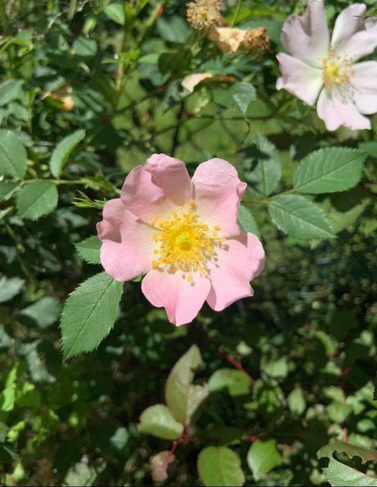 The Dog Rose – Northwest Nature and History